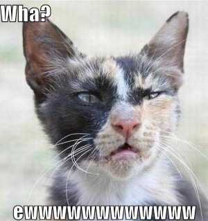 WTF? – Blazingcatfur