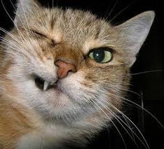 WTF? – Blazingcatfur