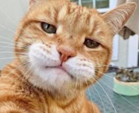 WTF? – Blazingcatfur