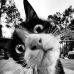 WTF? – Blazingcatfur