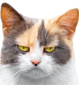 WTF? – Blazingcatfur