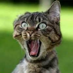 WTF? – Blazingcatfur