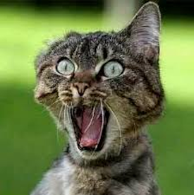 WTF? – Blazingcatfur