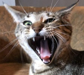 WTF? – Blazingcatfur