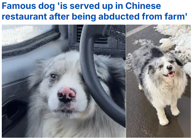Famous dog ‘is served up in Chinese restaurant after being abducted ...